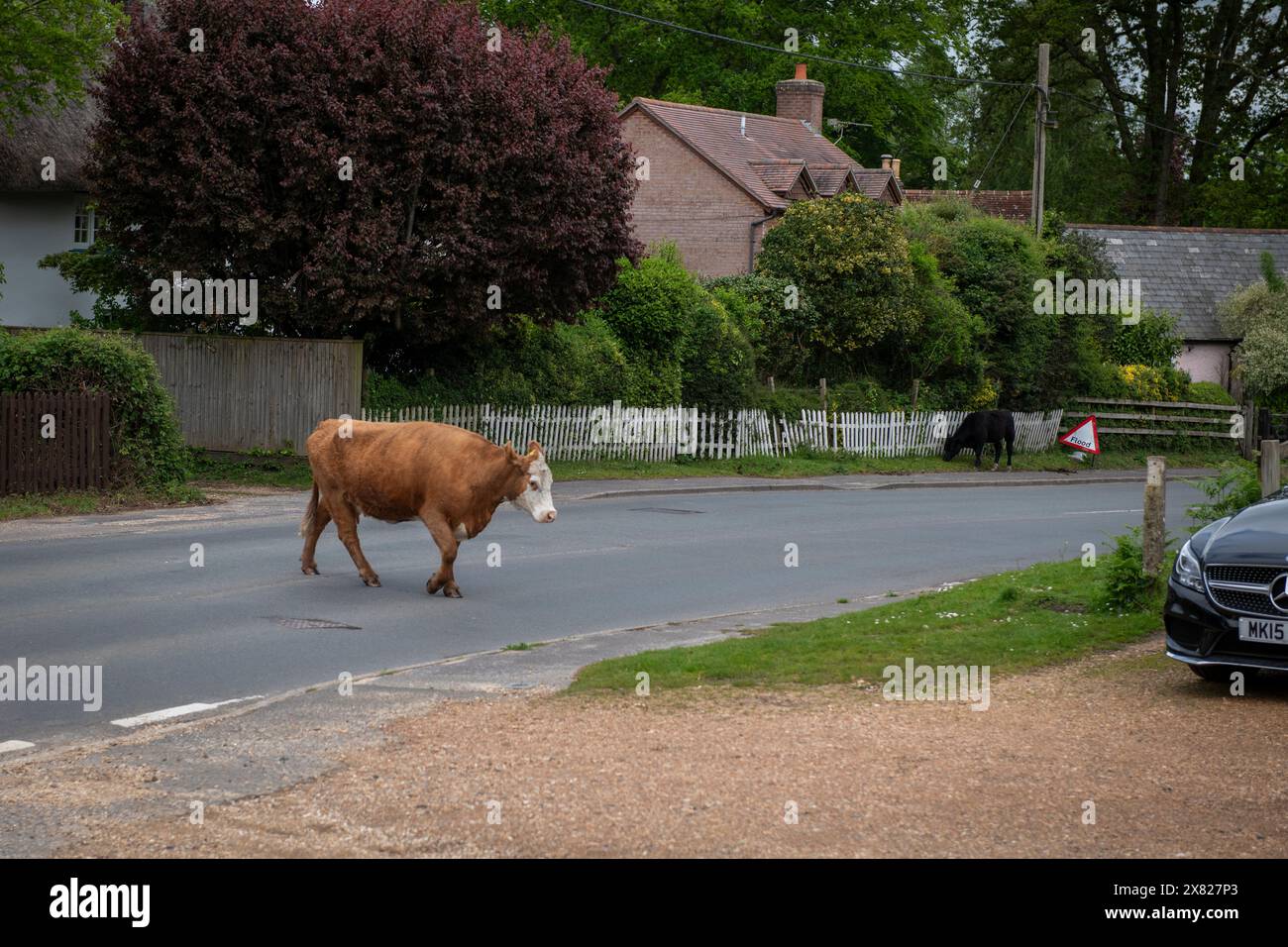Cows crossing the street in Burley New Forest while traffic has to be ...