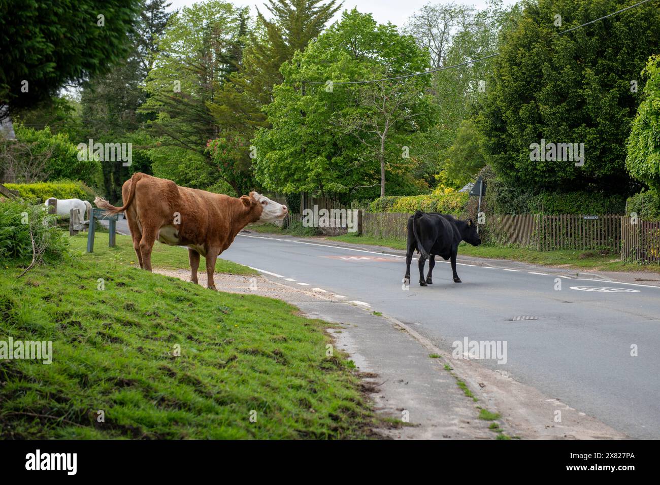 Cows crossing the street in Burley New Forest while traffic has to be ...