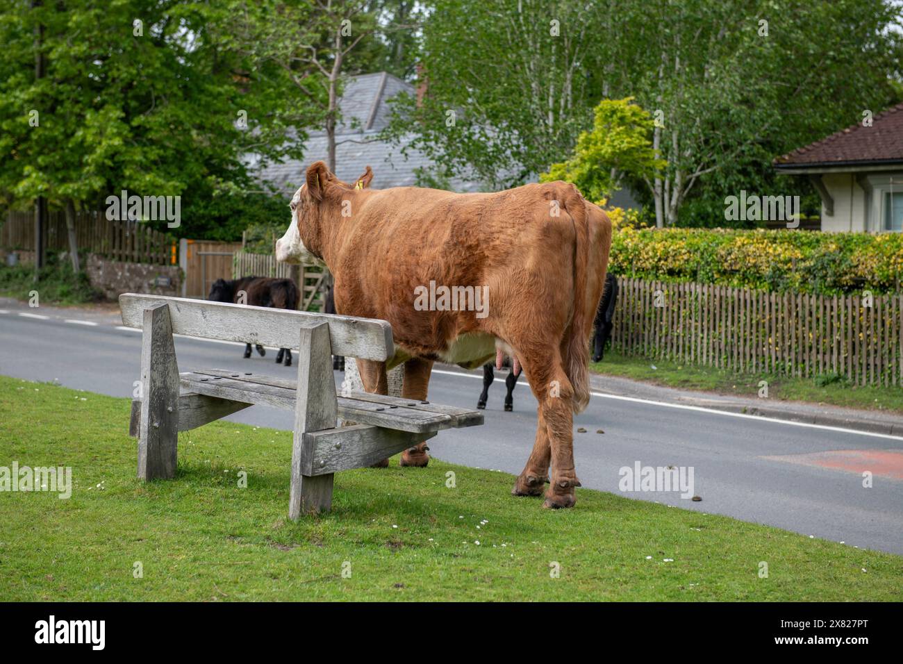 Cows crossing the street in Burley New Forest while traffic has to be ...