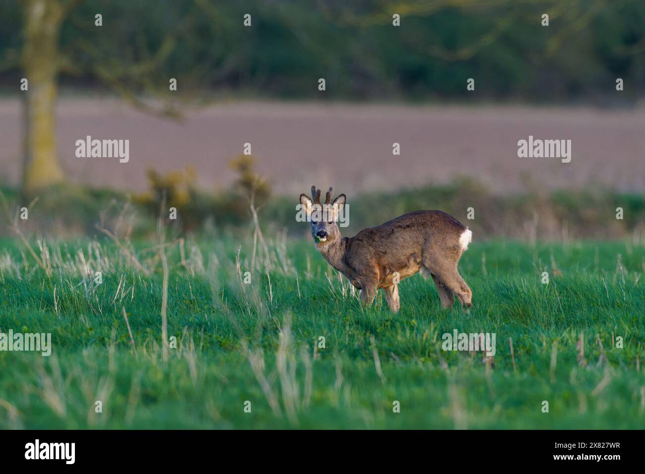 European Roe deer (buck) -Capreolus capreolus Stock Photo - Alamy