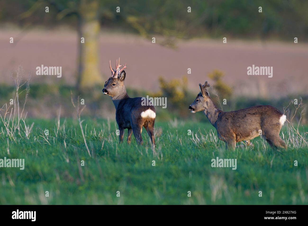 European Roe deer -Capreolus capreolus (buck and doe Stock Photo - Alamy