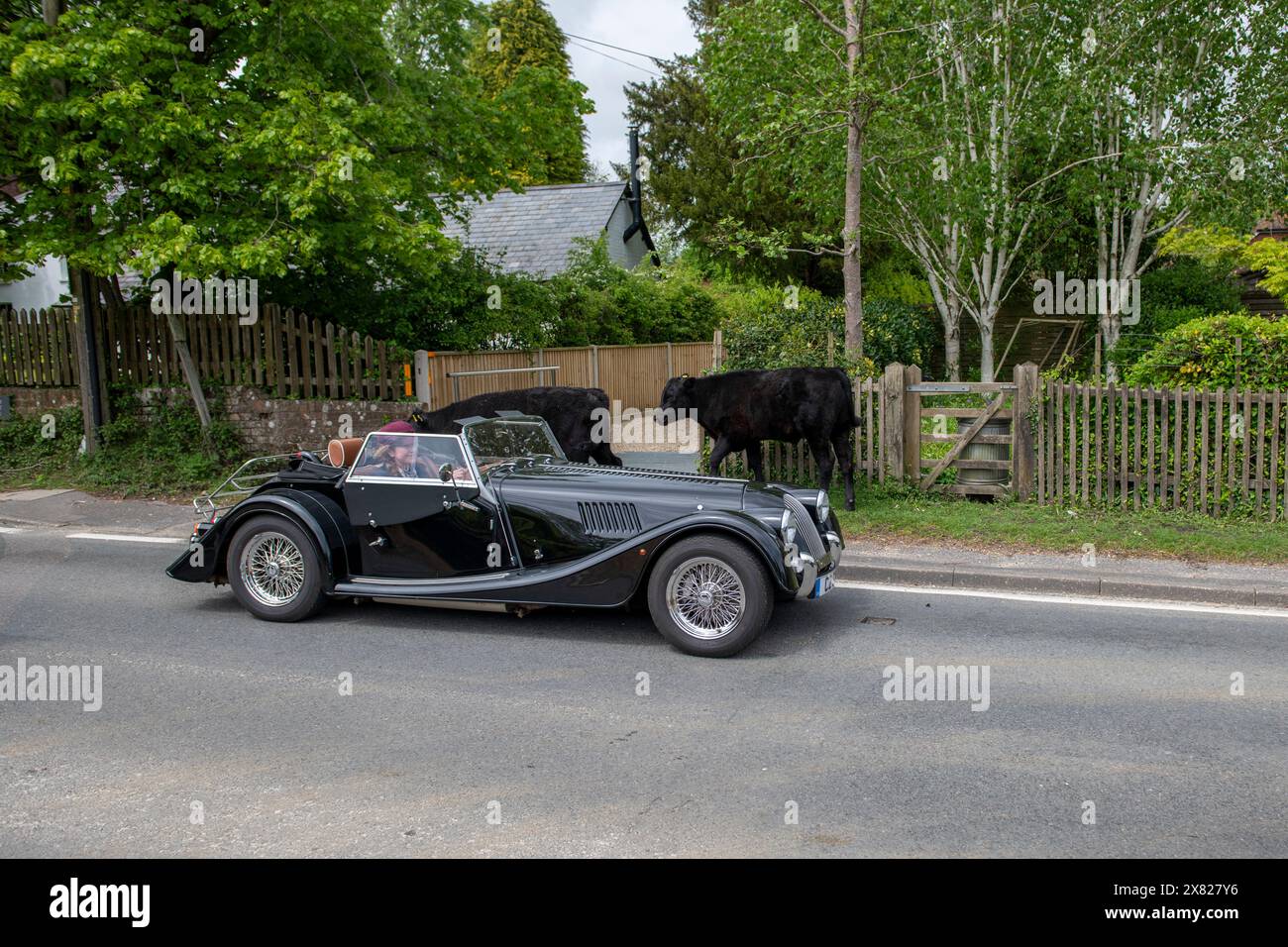 Cows crossing the street in Burley New Forest while traffic has to be ...