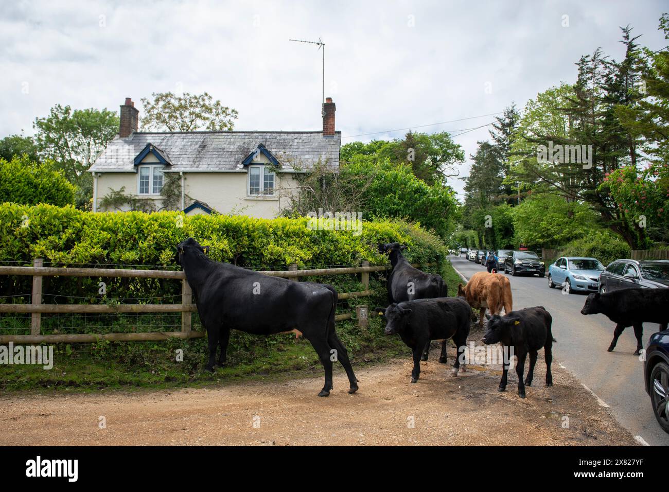 Cattle walking through the village in the New Forest in Hampshire. Cars ...