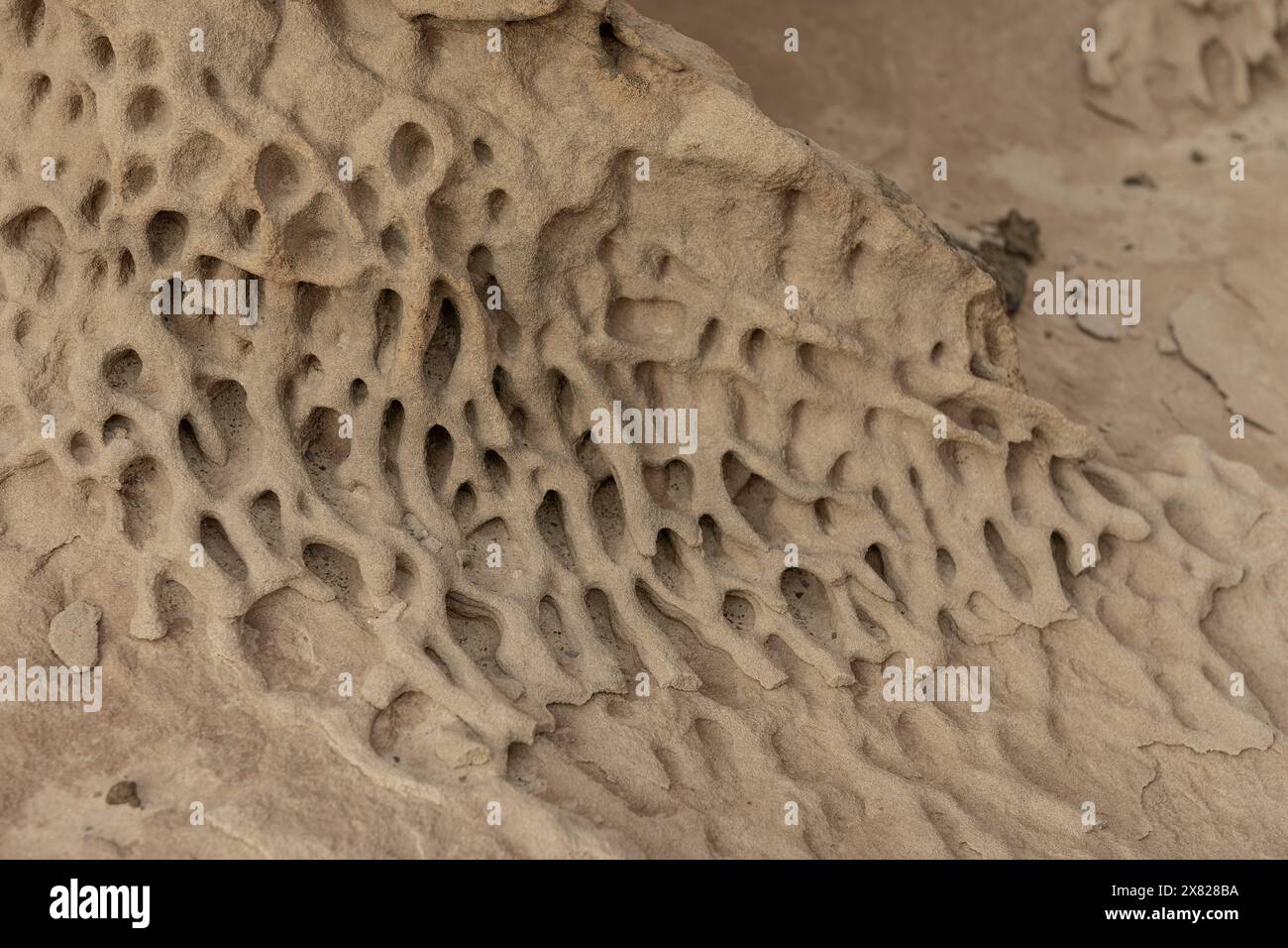 Close-up of honeycomb weathering patterns on a sandstone surface ...
