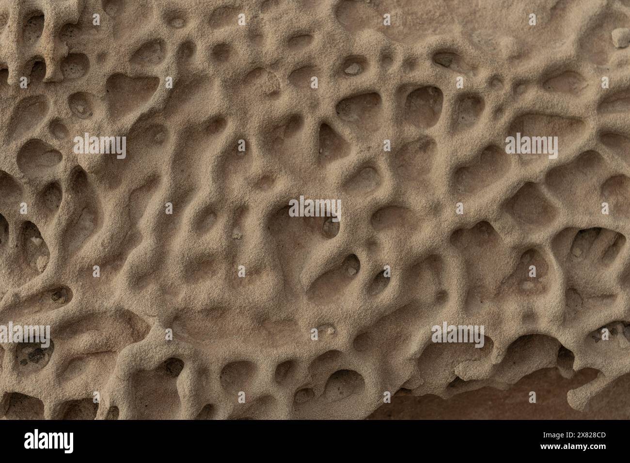 Close-up of honeycomb weathering patterns on a sandstone surface ...