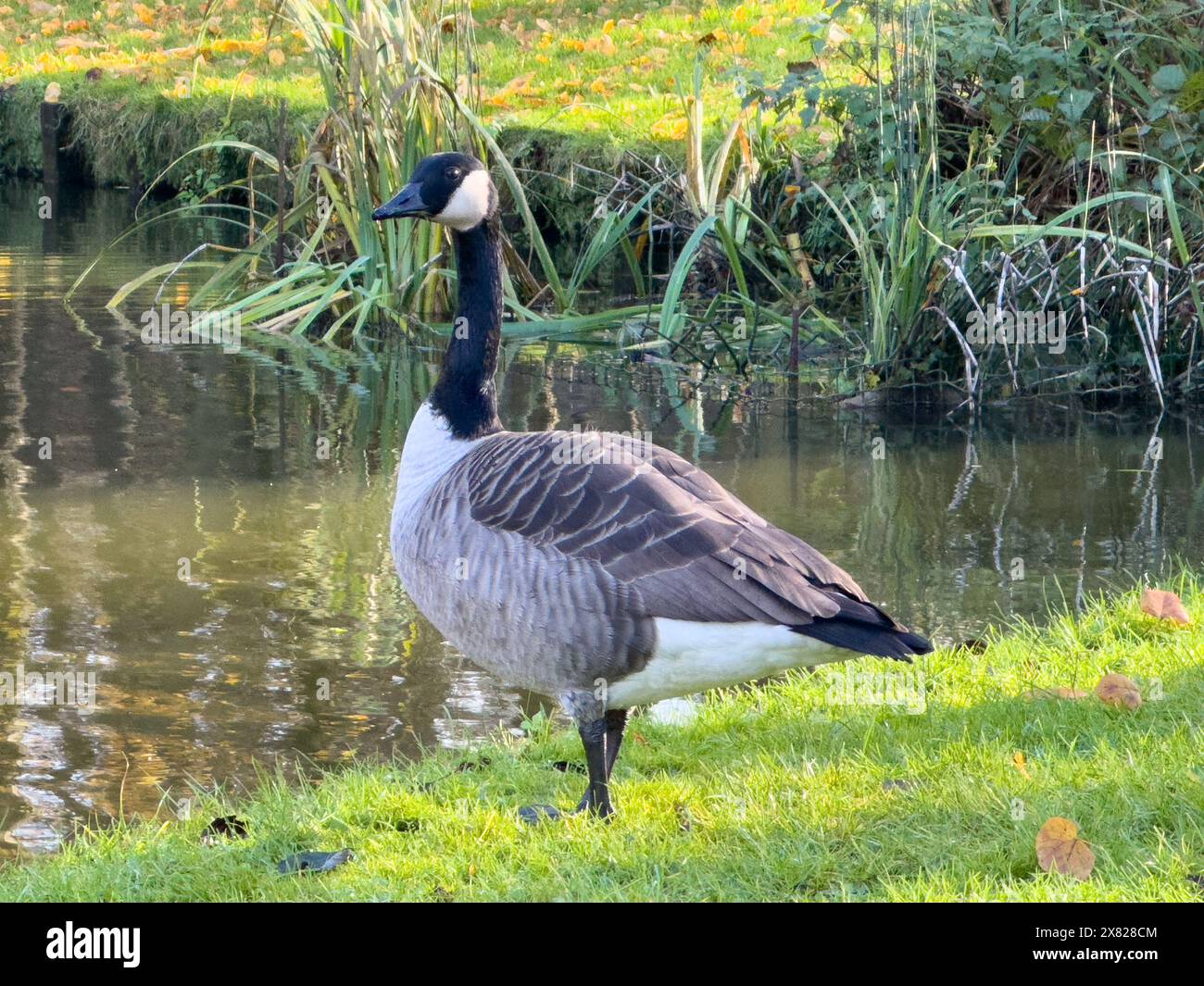 Bar headed goose anser indicus portrait hi-res stock photography and ...