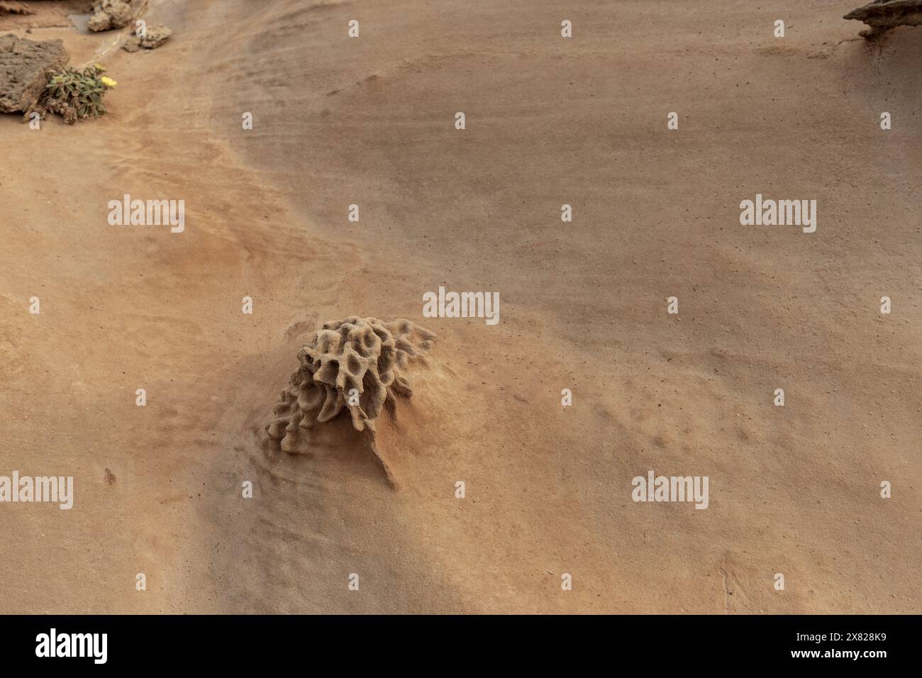 Close-up of a sandstone formation featuring prominent honeycomb ...