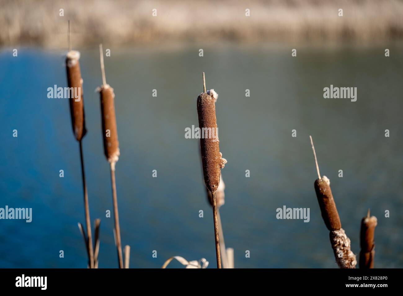 Bulrush (Typha latifoli) in sharp focus with at edge of a lake with ...