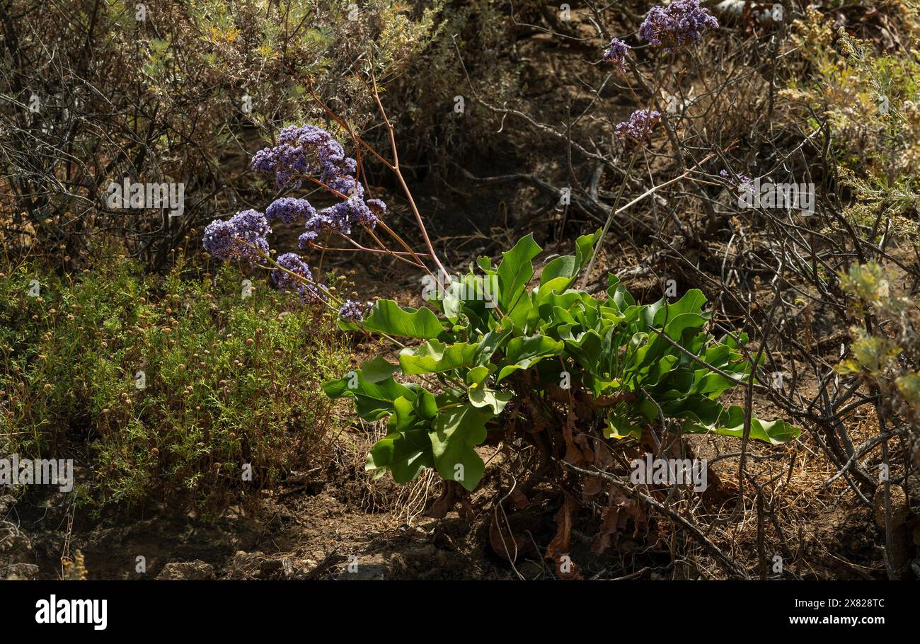 Limoneum spp hi-res stock photography and images - Alamy