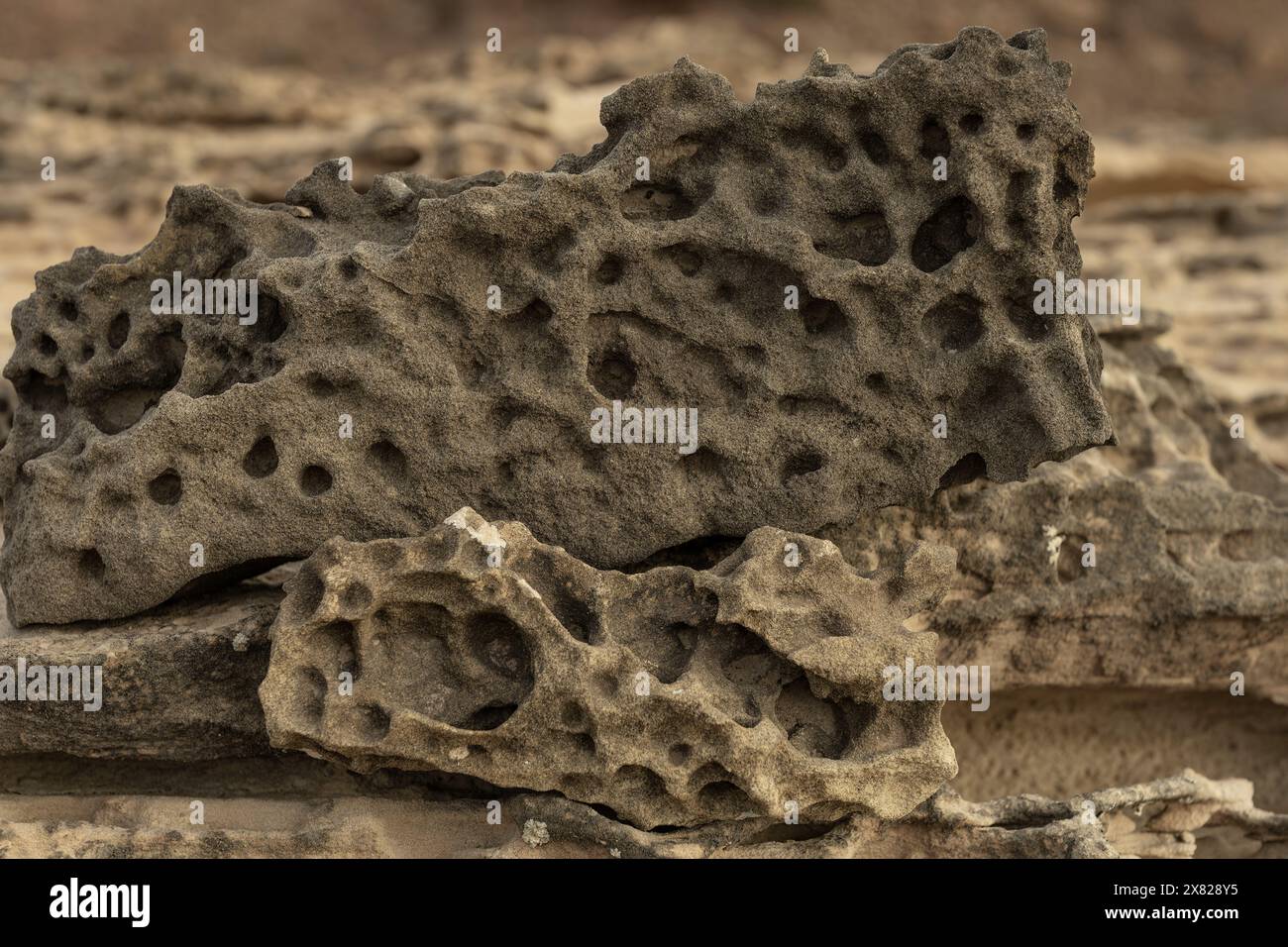 Close-up of a sandstone formation featuring prominent honeycomb ...