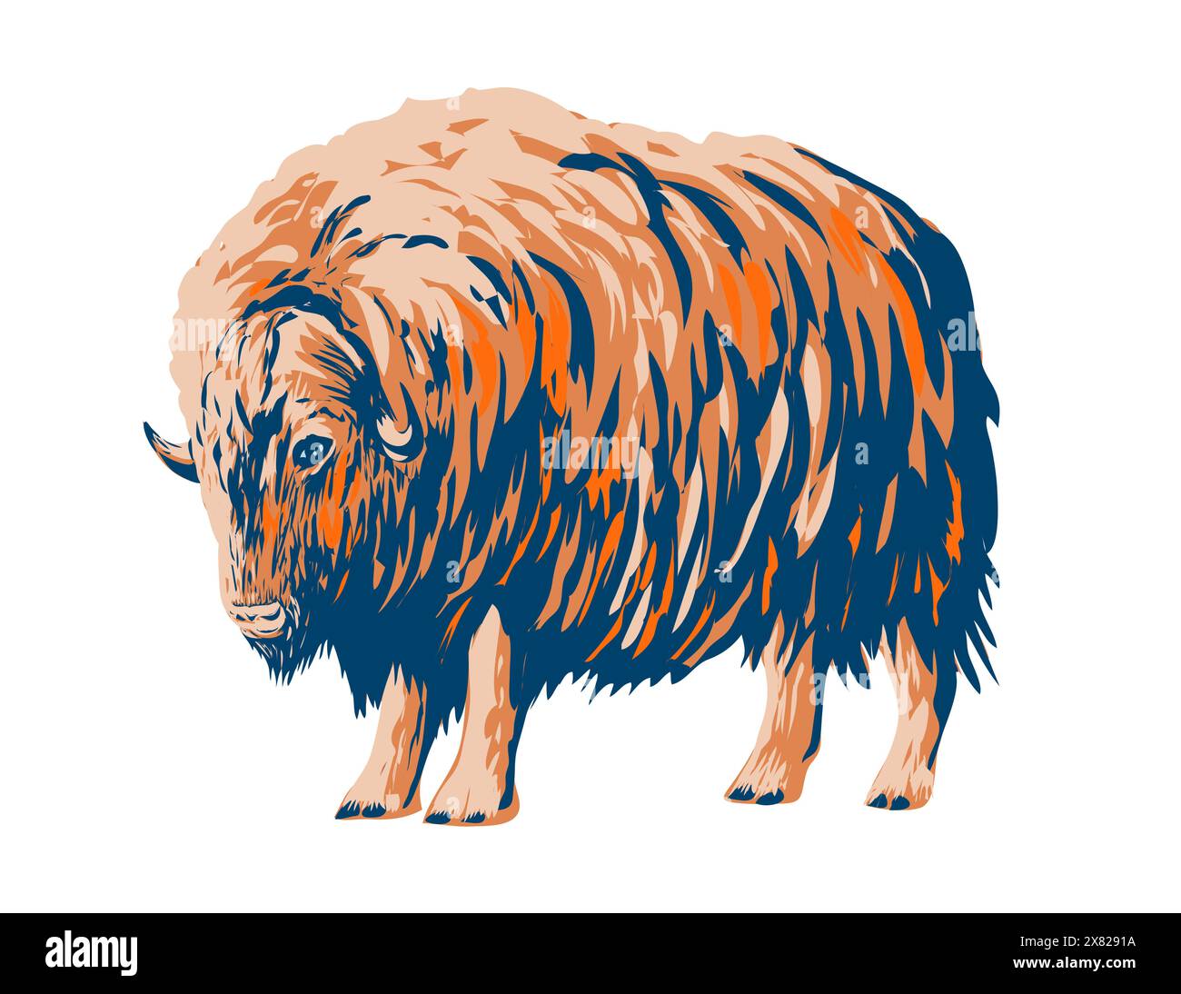 Muskox side view Stock Vector Images - Alamy