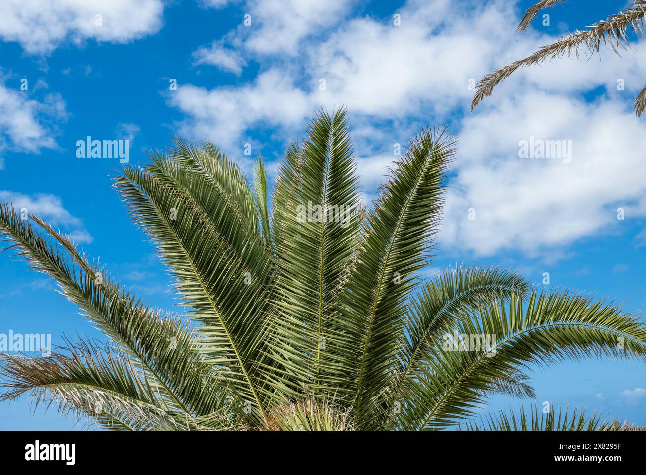 Canarian palm tree (Phoenix canariensis) against blue sky with cumulus ...