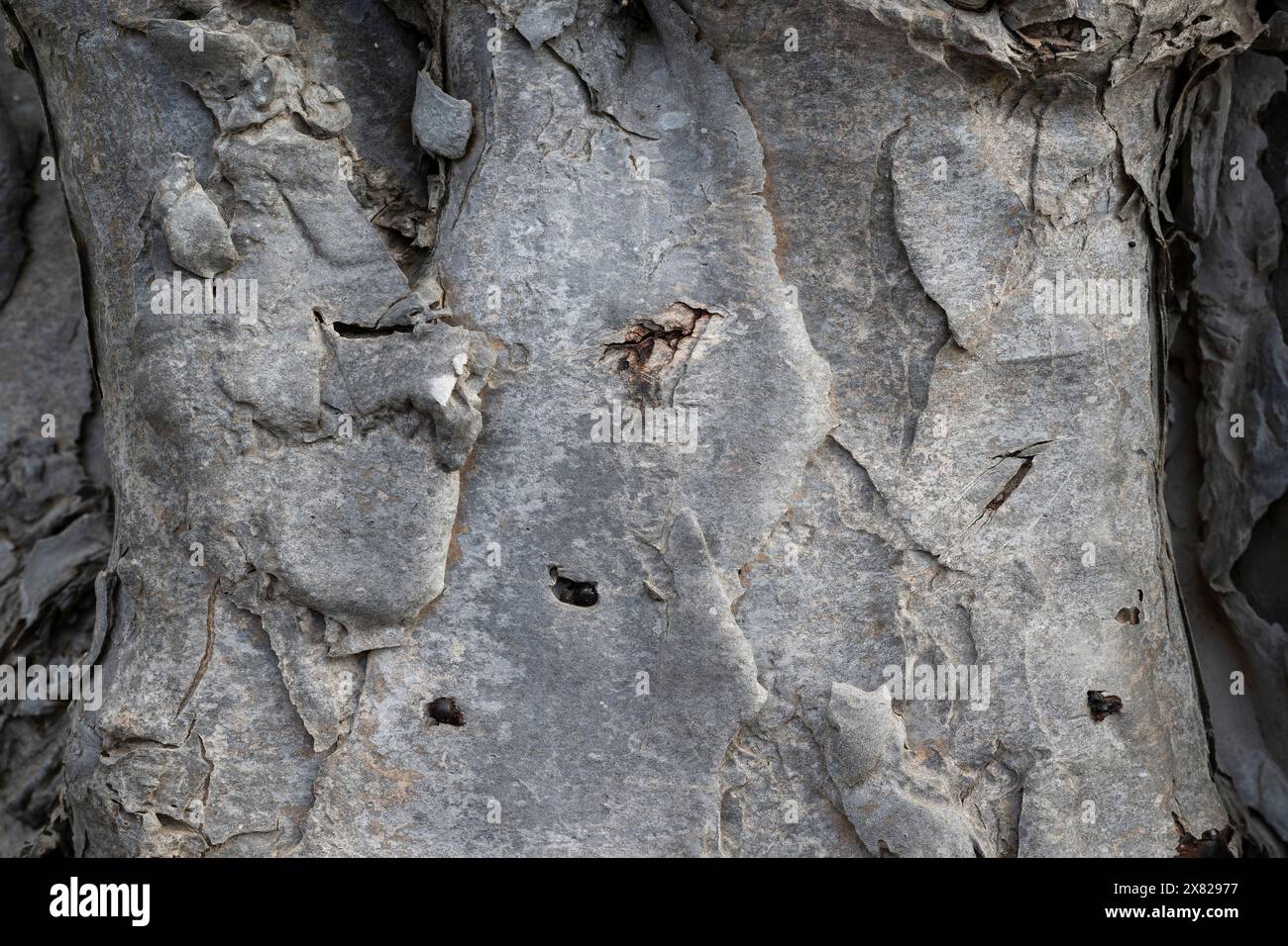 Detail of bark of huge ancient dragon tree trunk (Dracaena draco. el ...