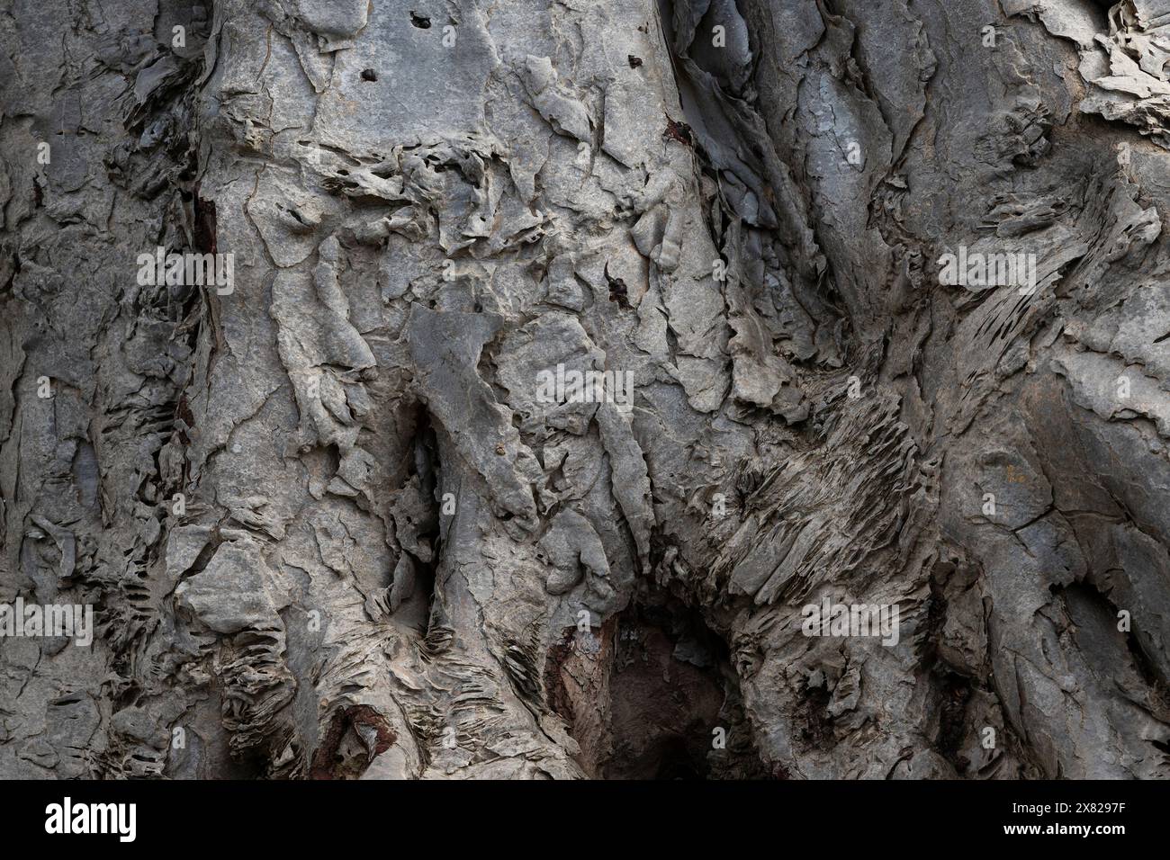 Detail of bark of huge ancient dragon tree trunk (Dracaena draco. el ...