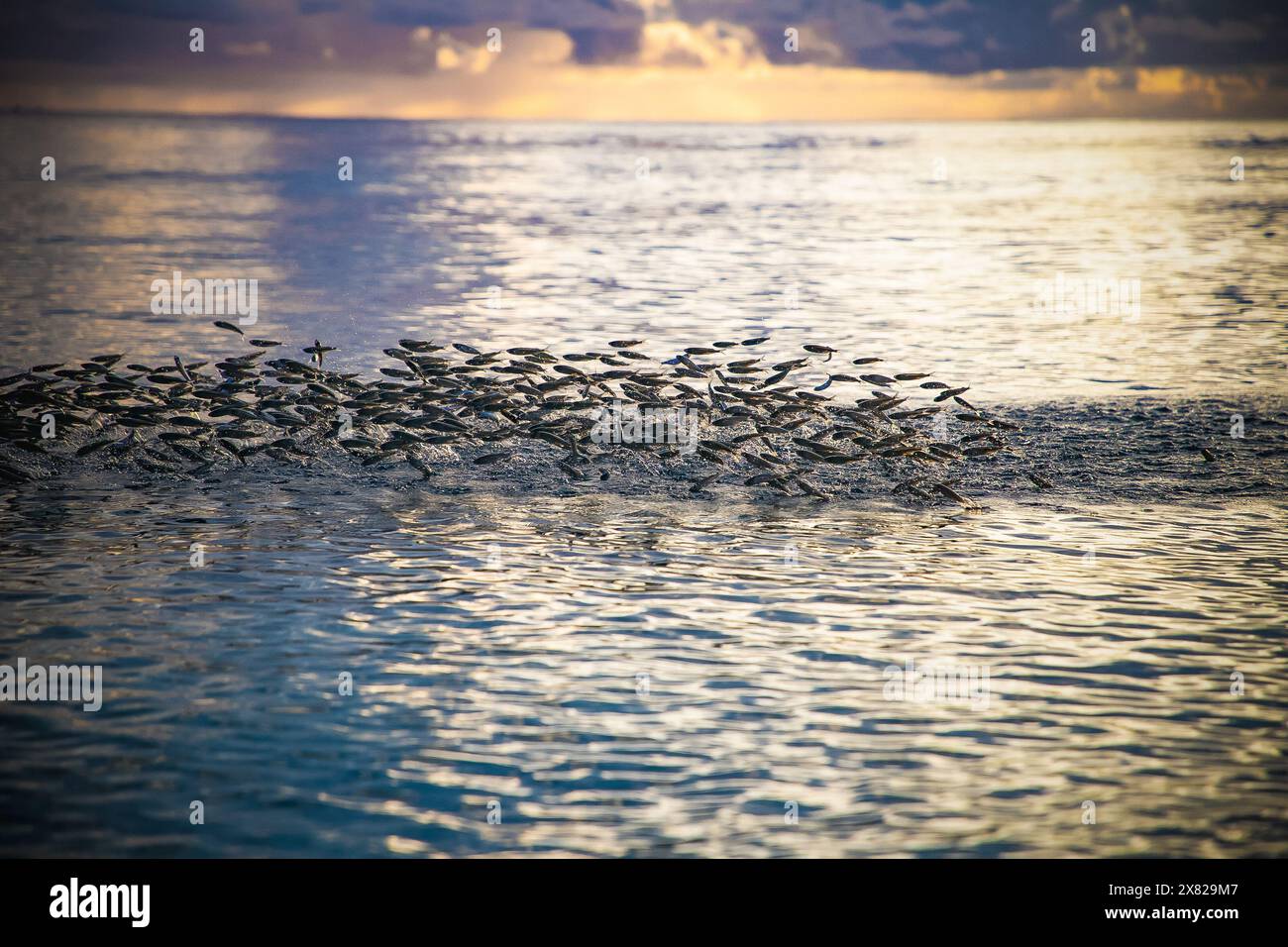 bank of fish jumping in the sea Stock Photo - Alamy
