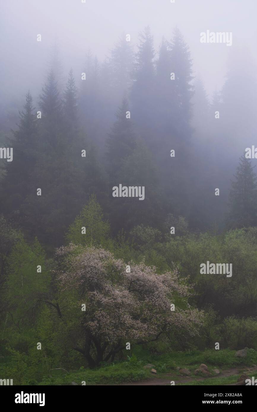 Wild flowering tree Apple tree in the foggy spring mountains against ...