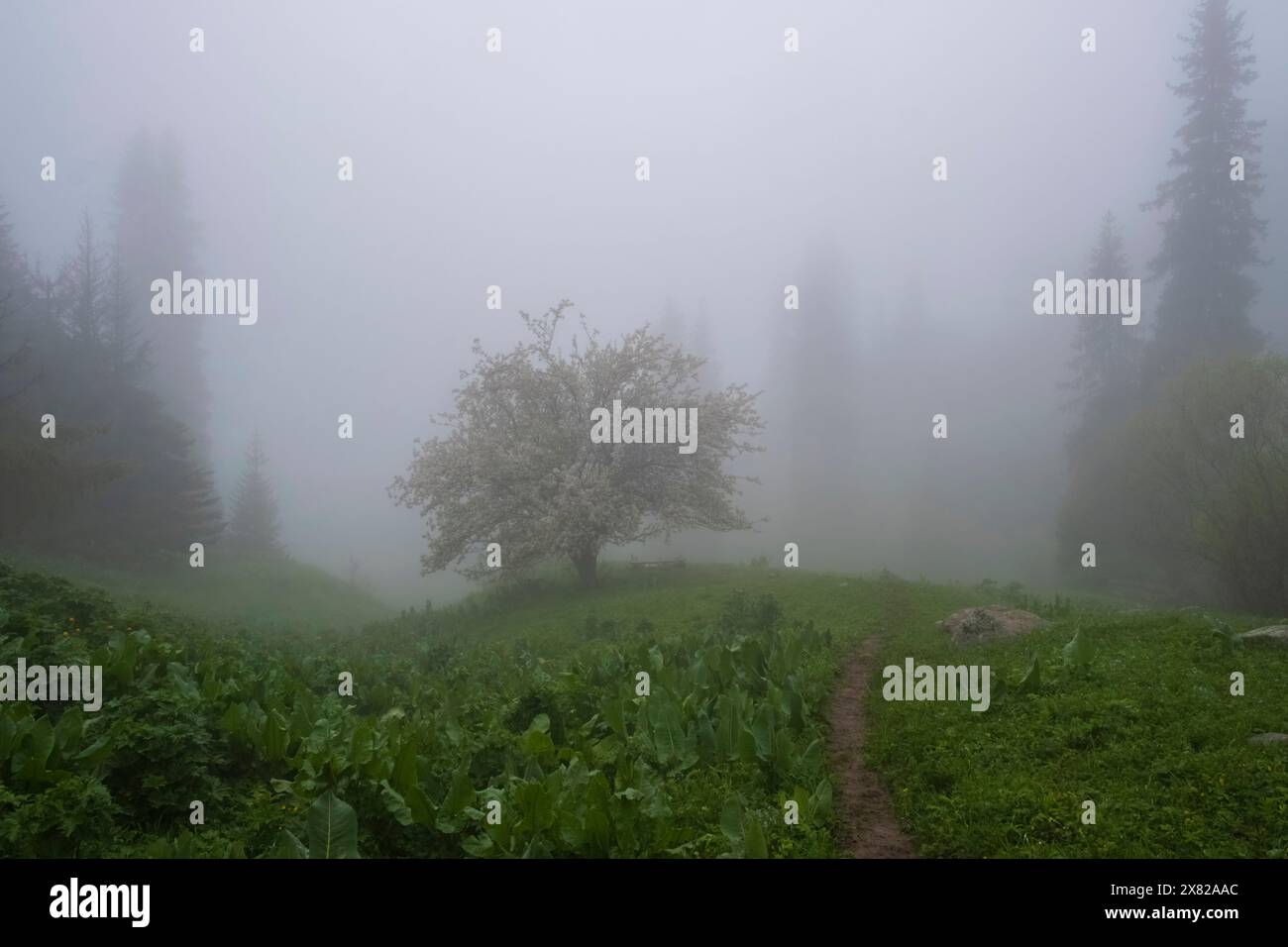 Lonely Wild flowering tree Apple tree in the foggy spring mountains ...