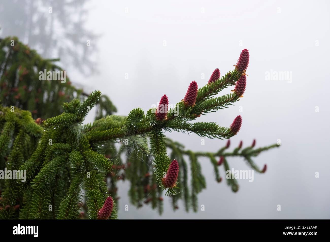 Pink cones on a spruce tree in spring with raindrops on the branches ...