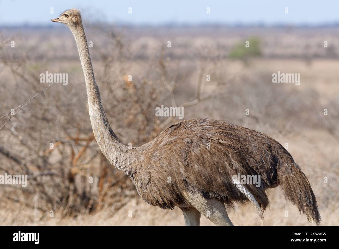 African ostrich portrait hi-res stock photography and images - Alamy