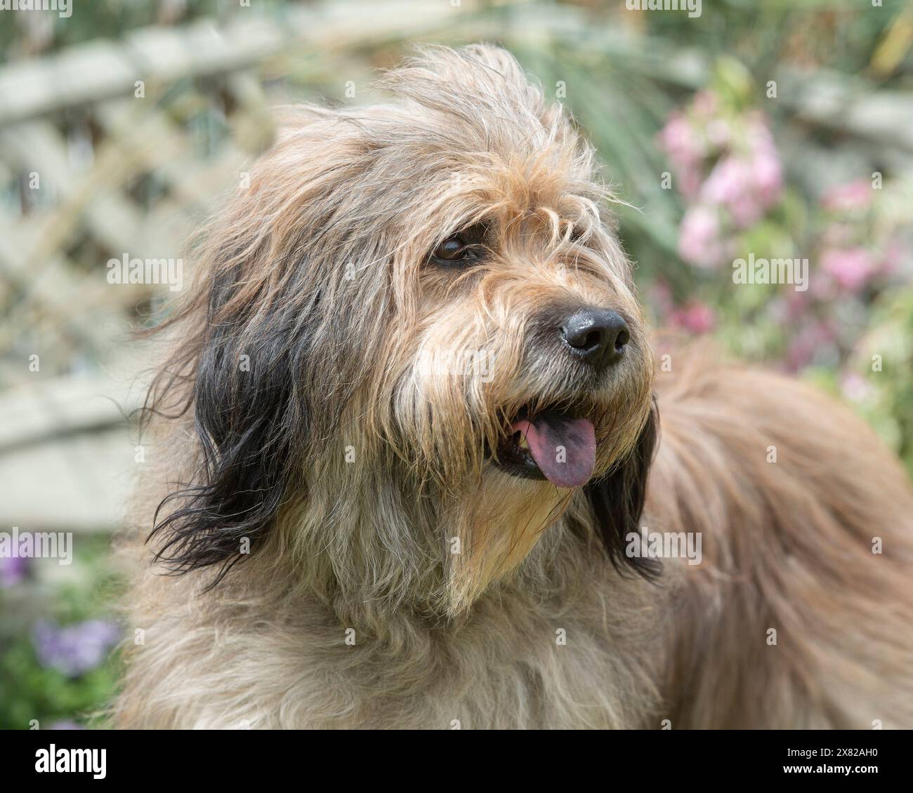 Sheepdog catalan hi-res stock photography and images - Alamy