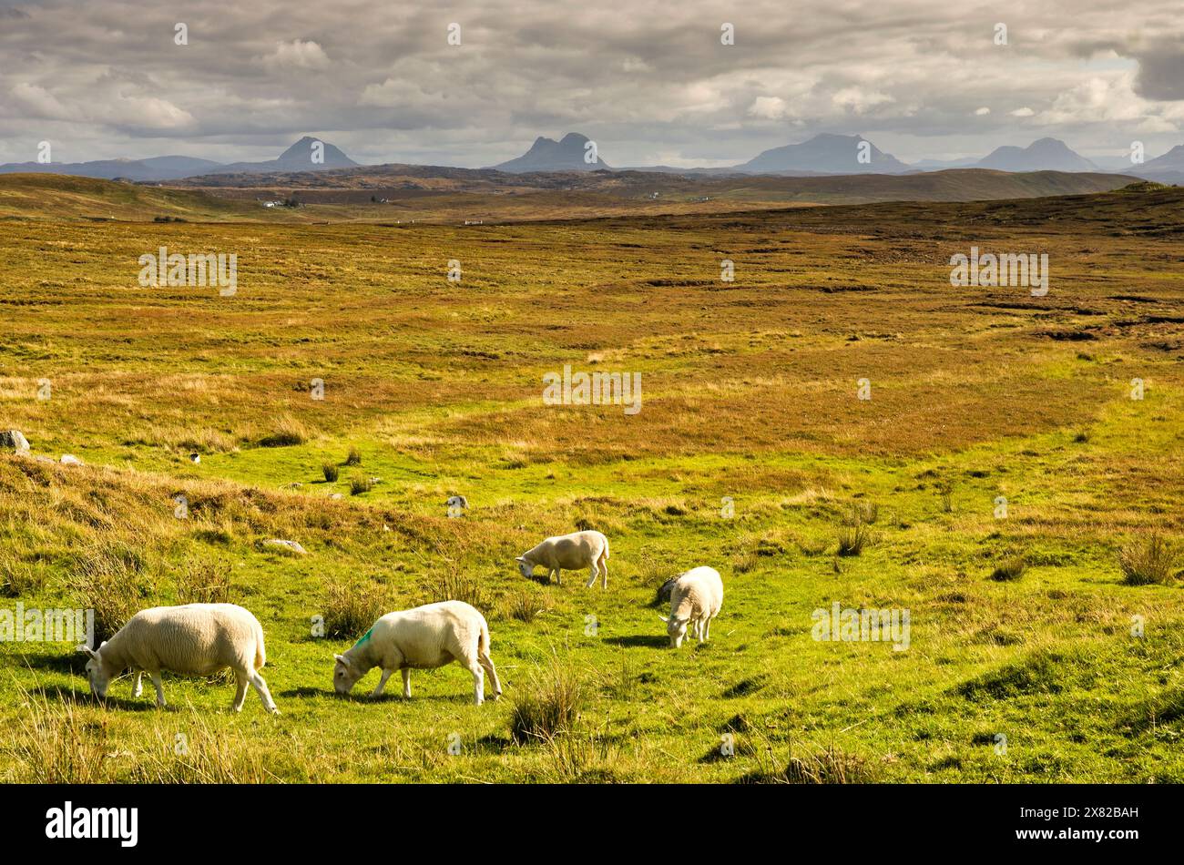 Sheep grazing on high barren moorland on the Stoer Peninsula ...