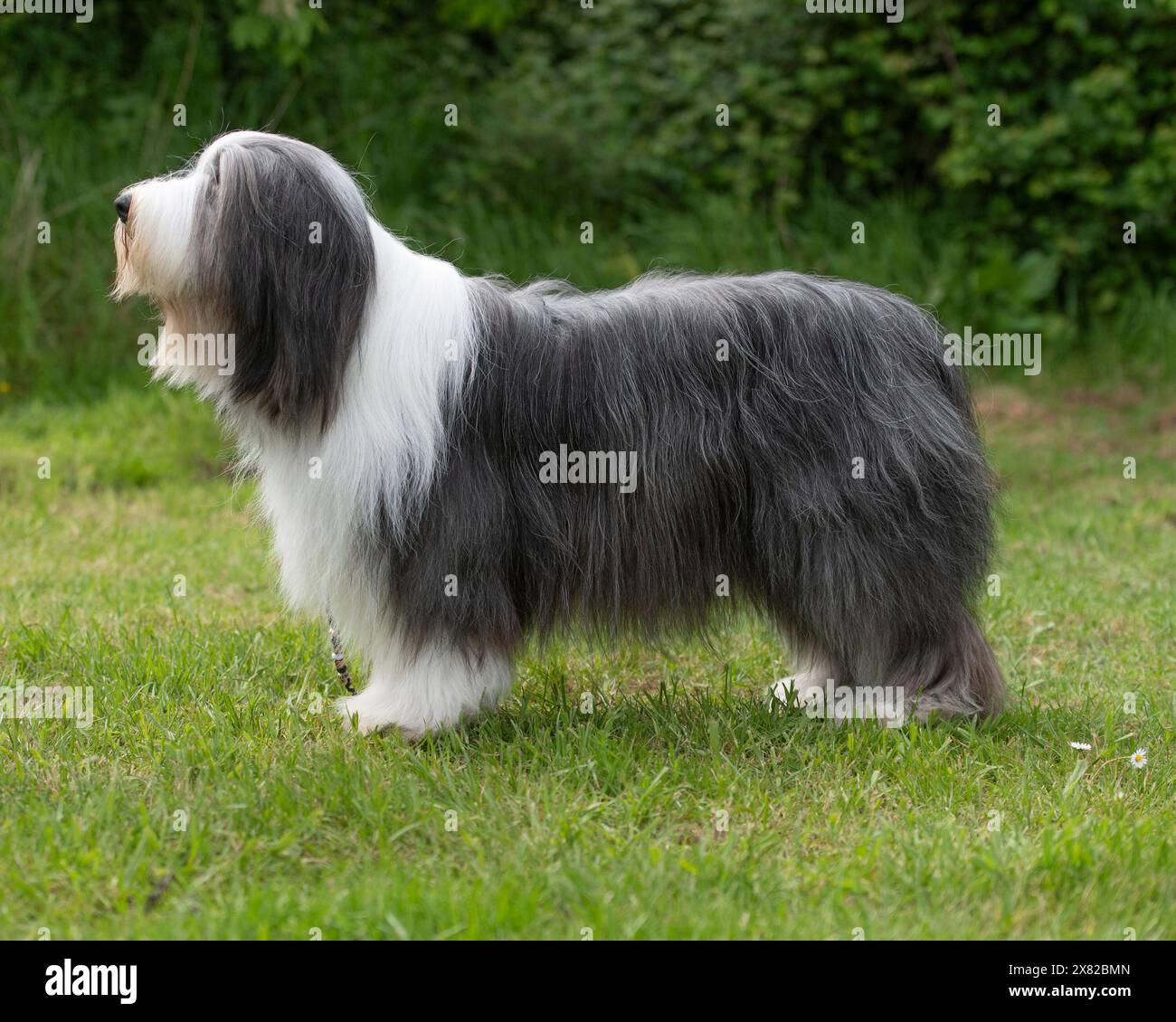 Well groomed grass hi-res stock photography and images - Alamy