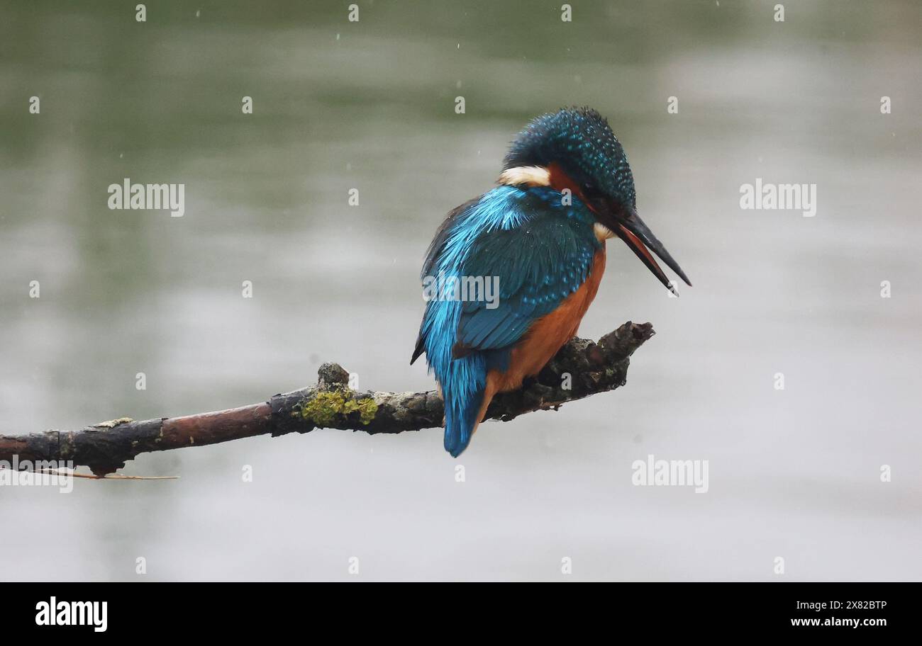Purfleet Essex, UK. 22nd May, 2024. Kingfisher at RSPB Rainham Marshes ...