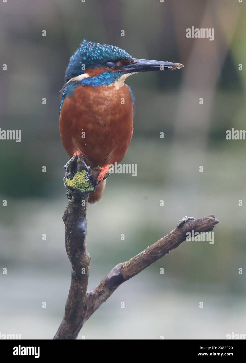 Purfleet Essex, UK. 22nd May, 2024. Kingfisher at RSPB Rainham Marshes ...