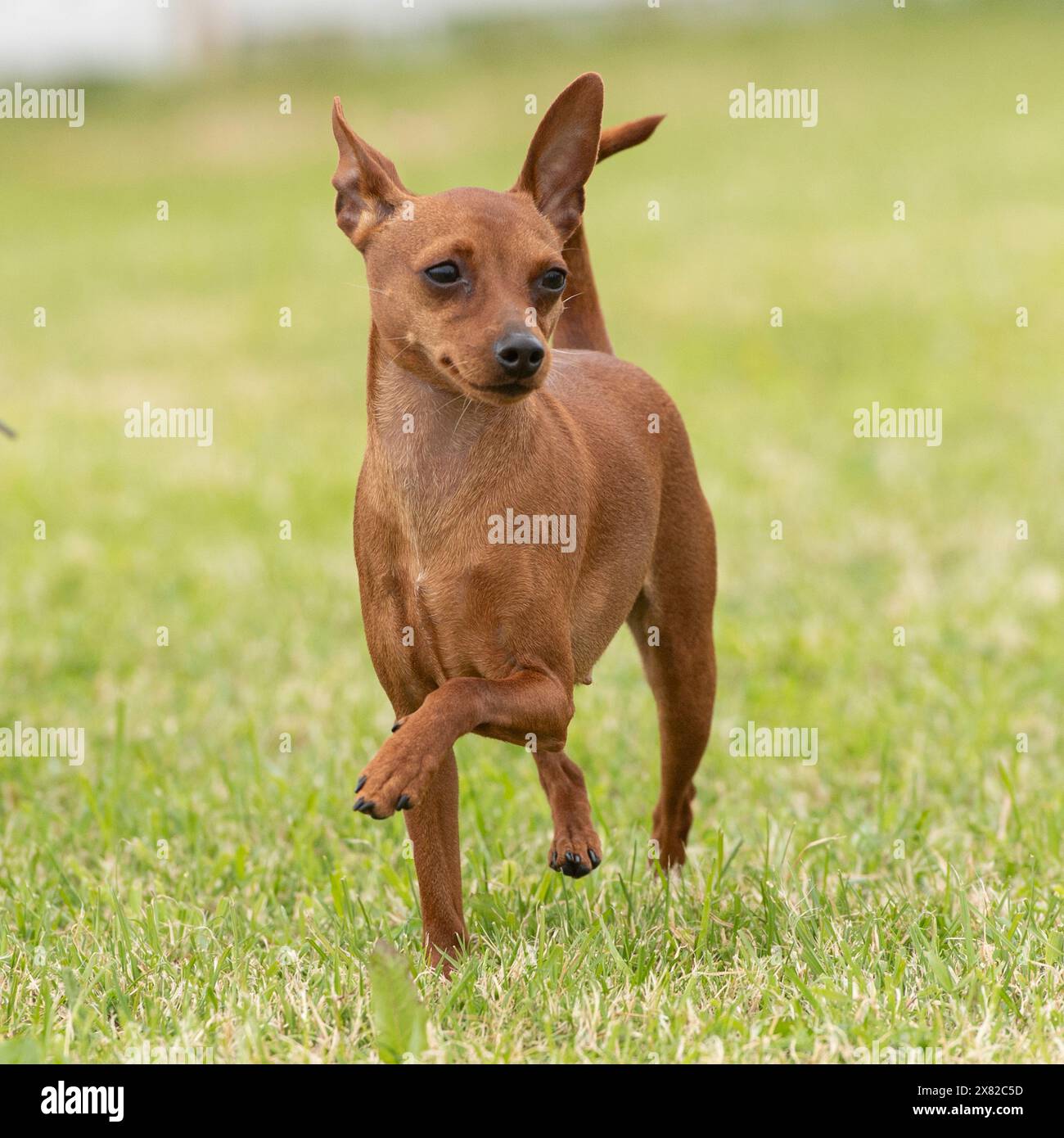 Pinscher undocked tail hi-res stock photography and images - Alamy