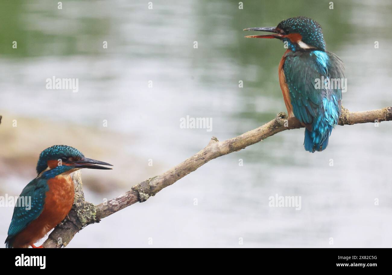 L-R Male Kingfisher and Female Kingfisher at RSPB Rainham Marshes ...