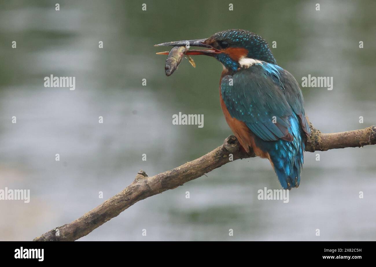 Purfleet Essex, UK. 22nd May, 2024. Kingfisher with fish at RSPB ...