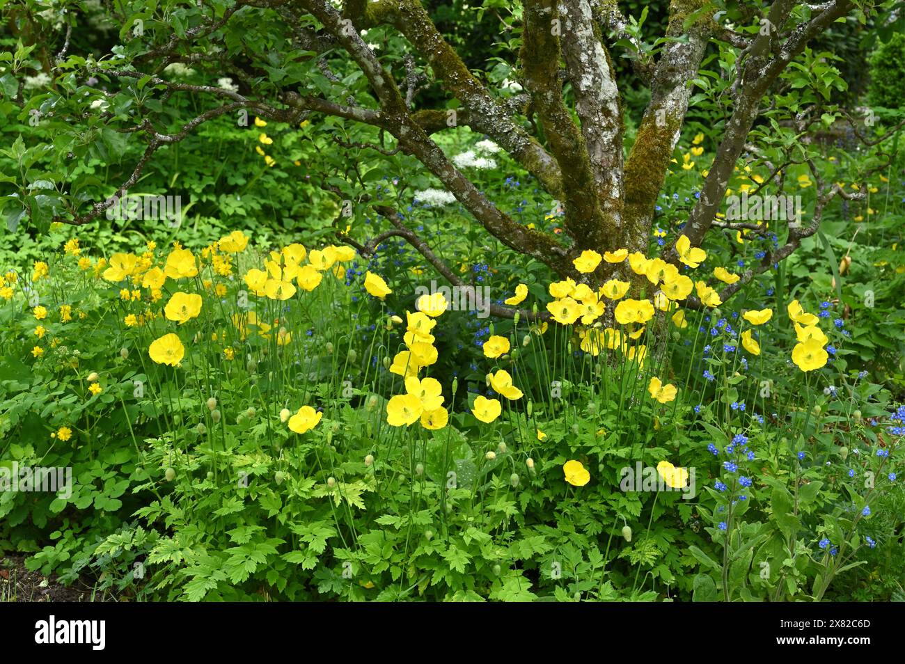 Yellow Welsh poppies and blue flowers of green alkanet in the gardens ...