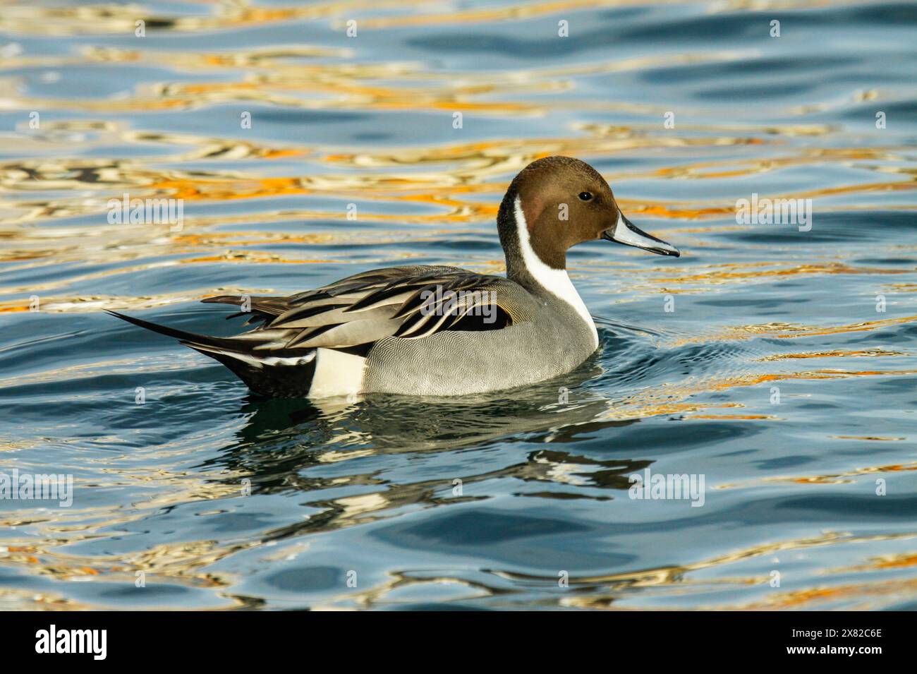 Canard lake hi-res stock photography and images - Alamy