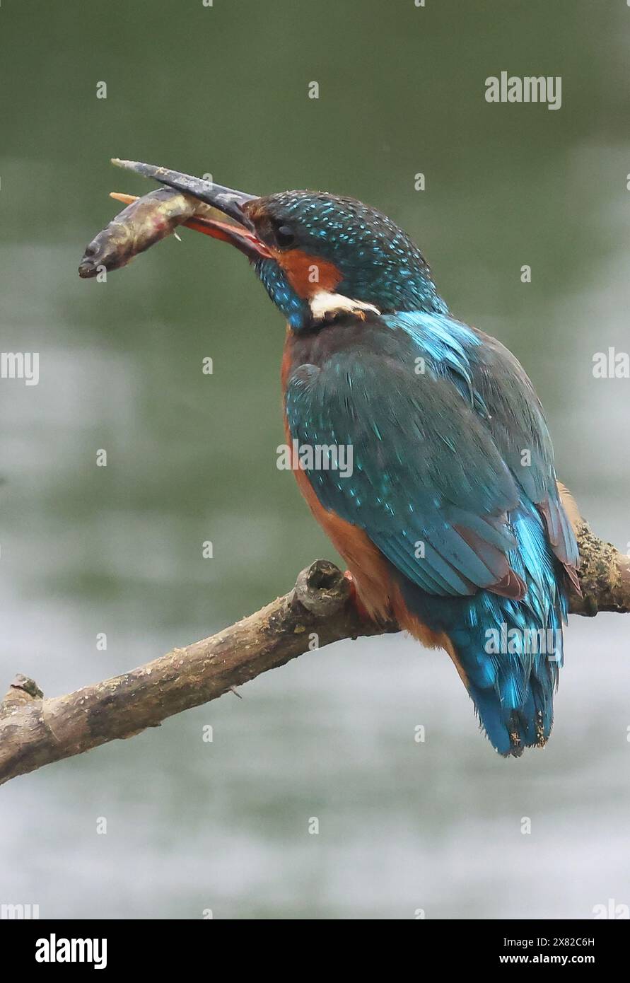Kingfisher with fish at RSPB Rainham Marshes Nature Reserve , Purfleet ...
