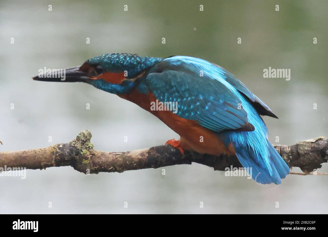 Purfleet Essex, UK. 22nd May, 2024. Kingfisher at RSPB Rainham Marshes ...