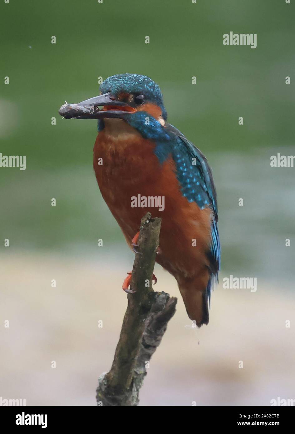 Kingfisher with fish at RSPB Rainham Marshes Nature Reserve , Purfleet ...