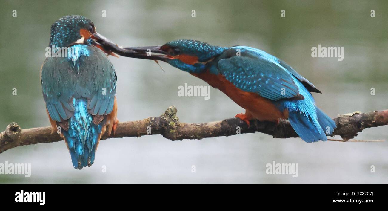 Kingfisher Female getting fish of Kingfisher Male at RSPB Rainham ...