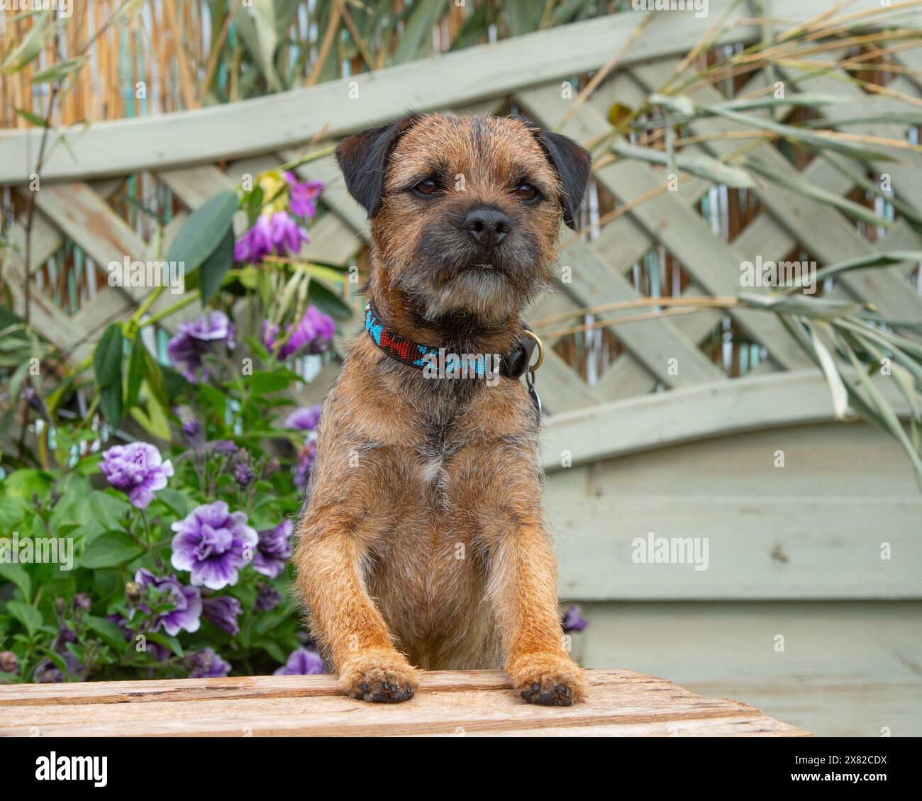 Colourful front garden border hi-res stock photography and images - Alamy