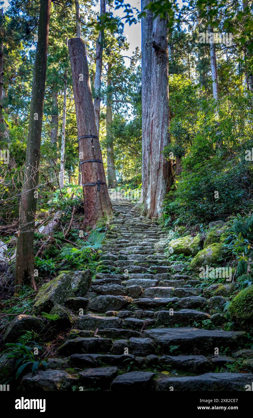 The forest pathway and stairs up to Seiganto ji, the sacred temple and ...