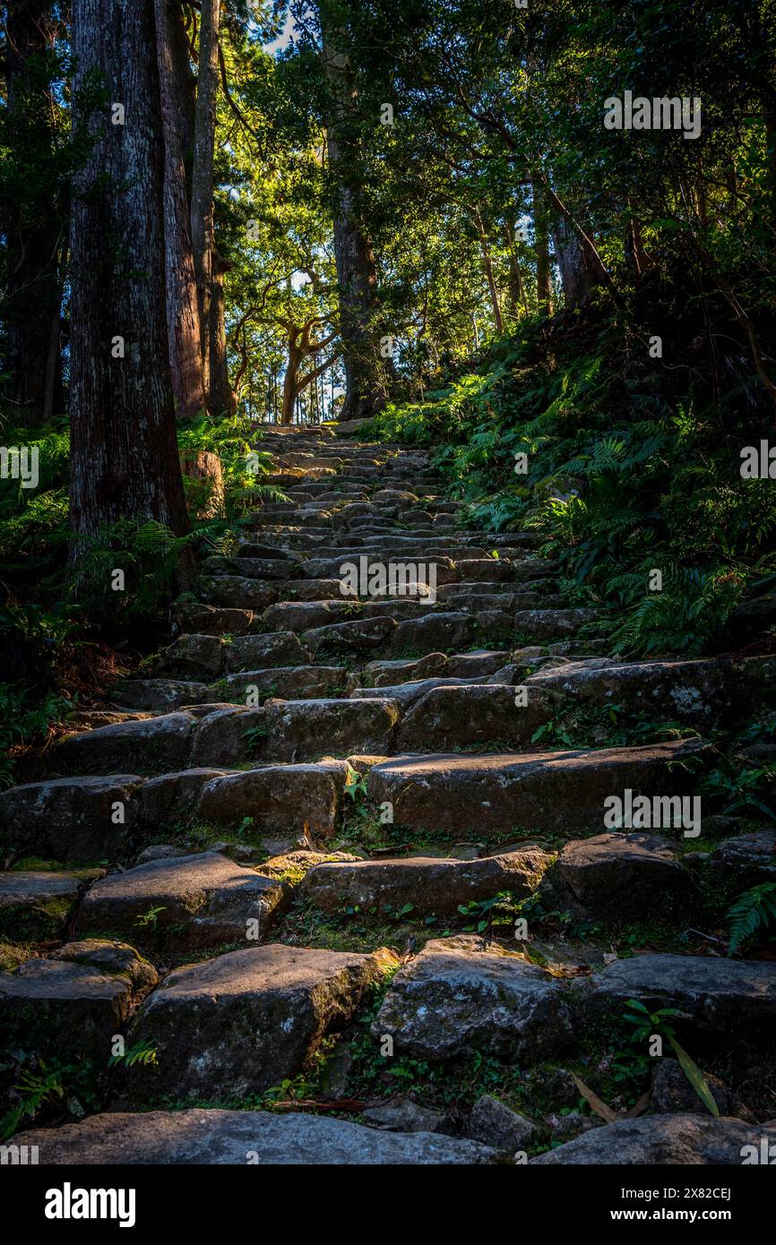 The forest pathway and stairs up to Seiganto ji, the sacred temple and ...