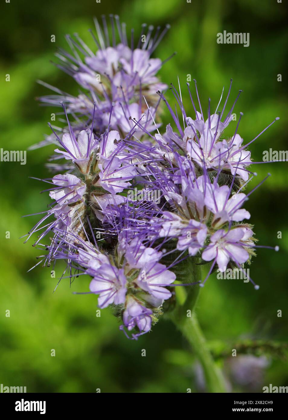 Lacy phacelia, Blue tansy or Purple tansy, Phacelia tanacetifolia ...