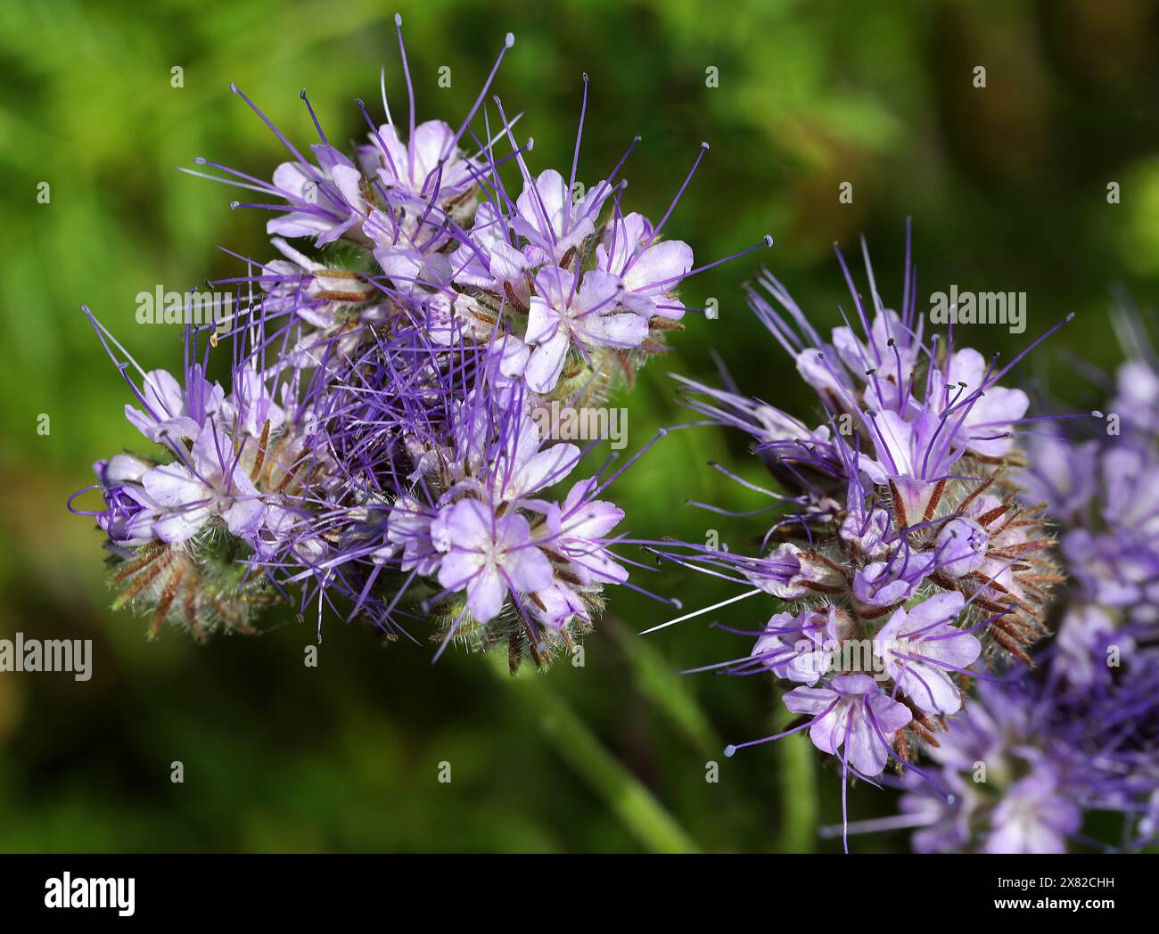 Lacy phacelia, Blue tansy or Purple tansy, Phacelia tanacetifolia ...