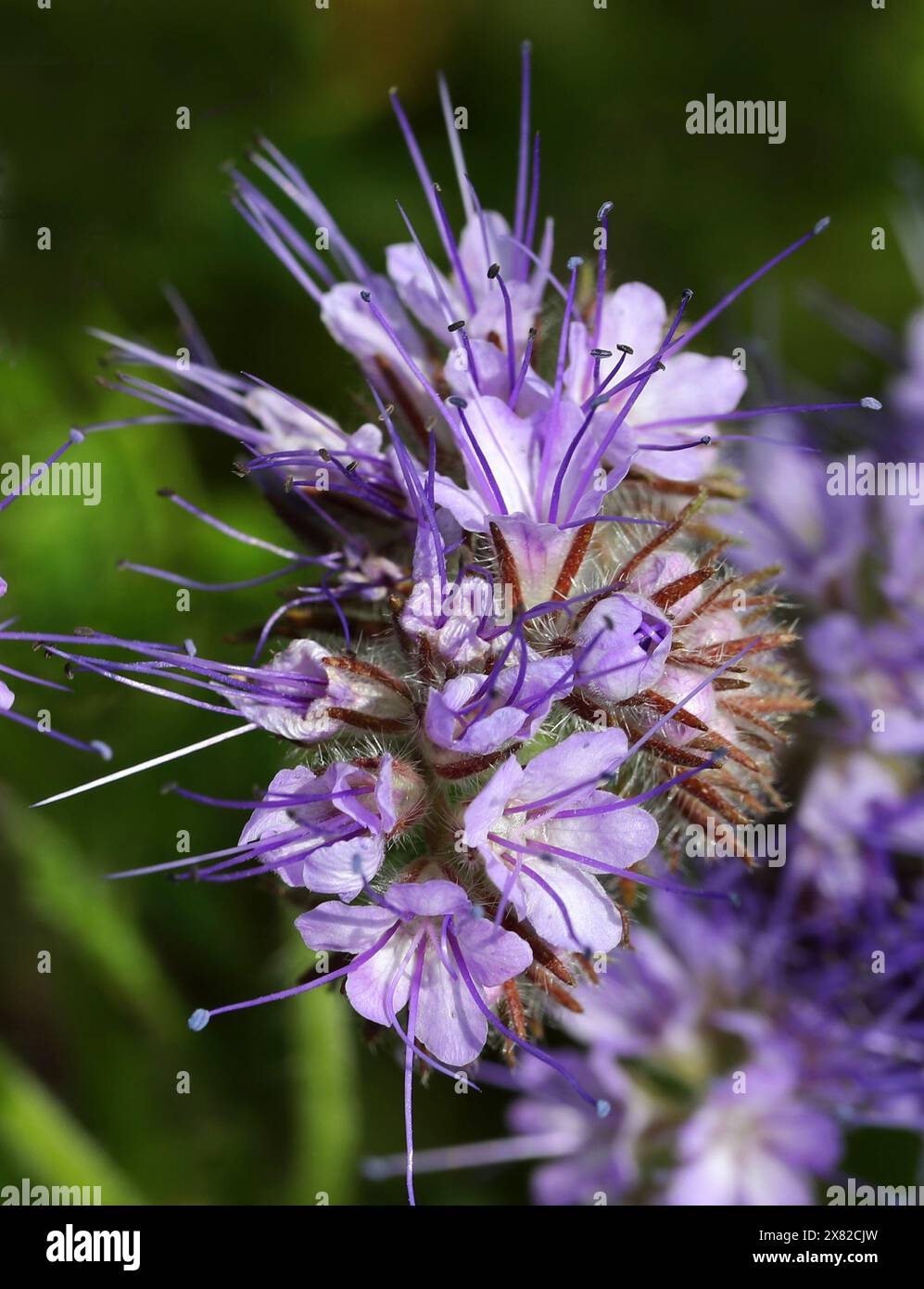 Lacy phacelia, Blue tansy or Purple tansy, Phacelia tanacetifolia ...