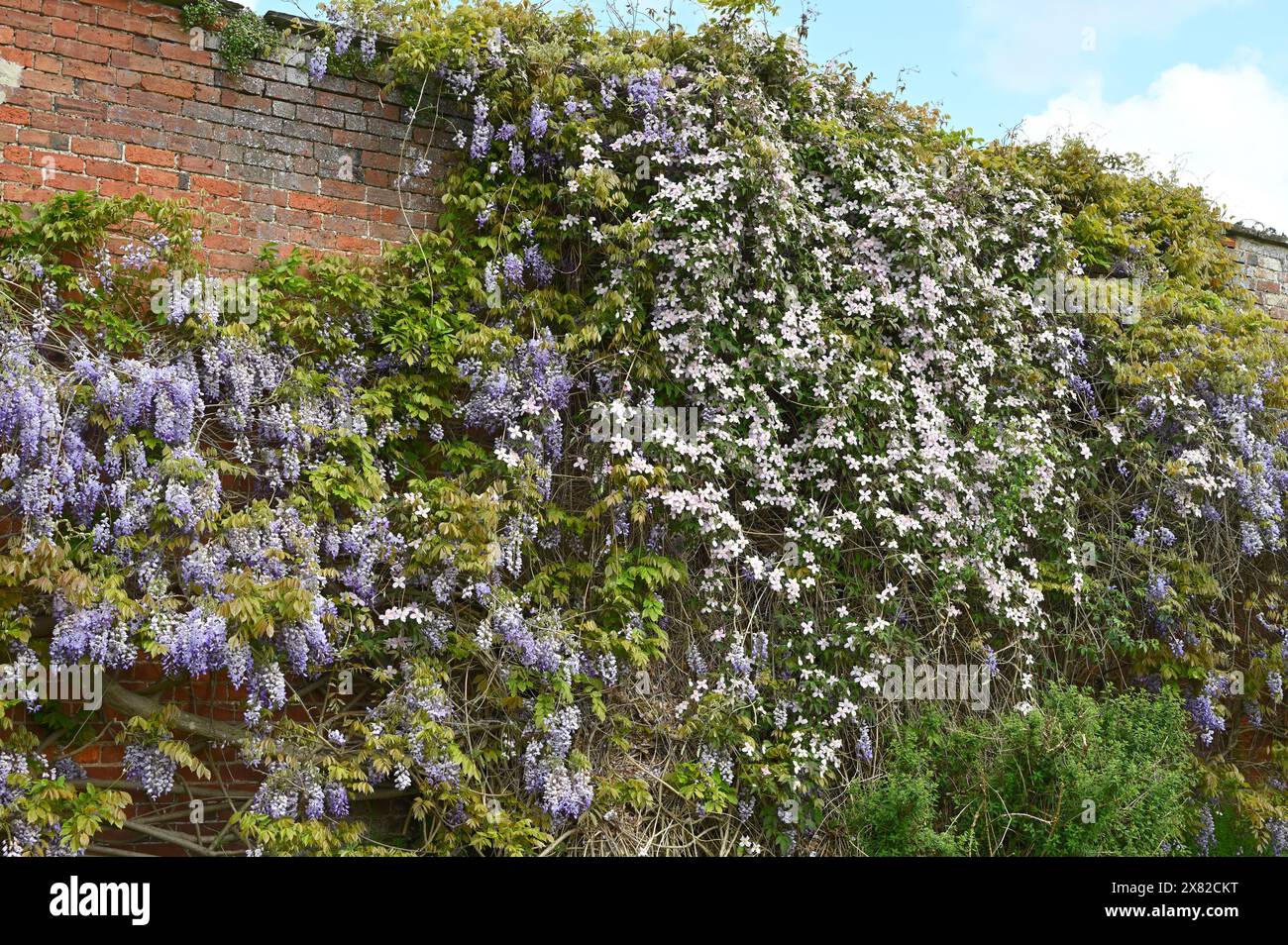 pale pink and purple spring flowers of clematis montana and wisteria ...