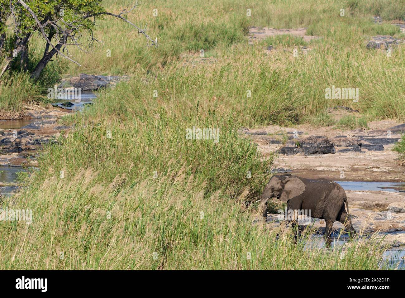 African bush elephant (Loxodonta africana), adult, crossing the bed of ...