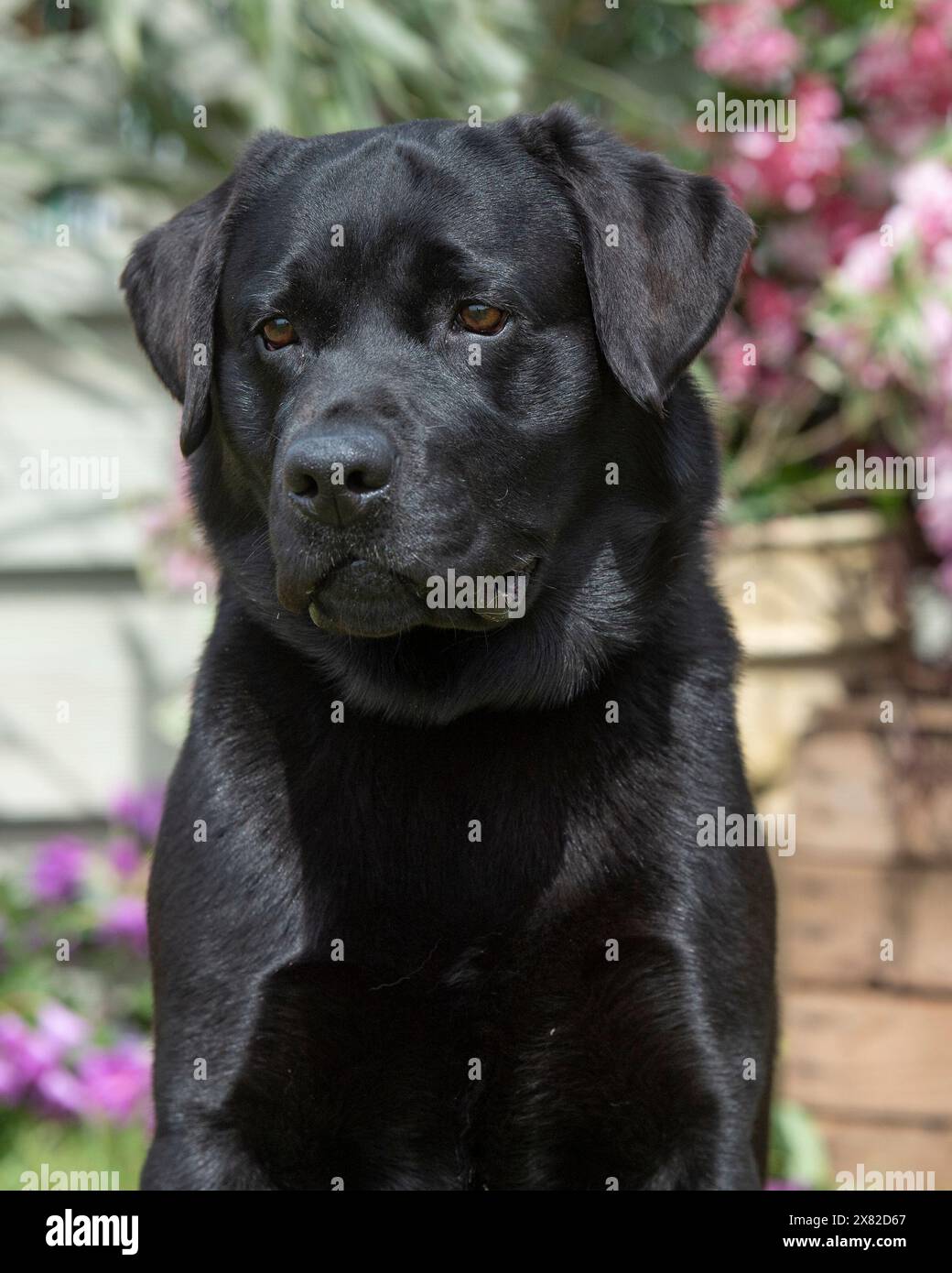 Black labrador gun dog sat hi-res stock photography and images - Alamy