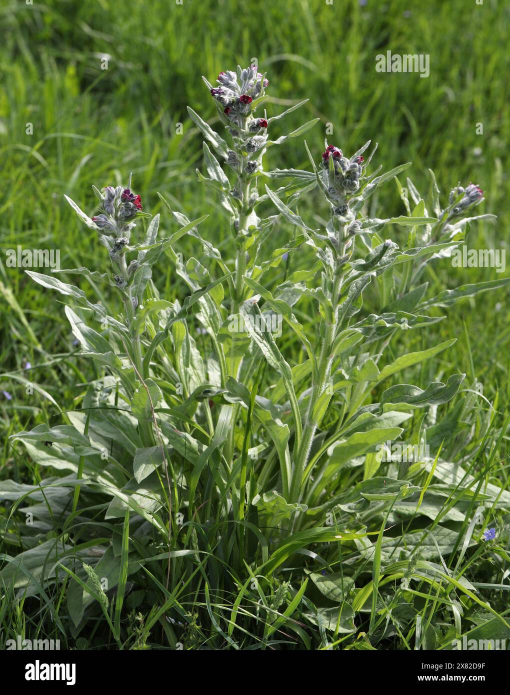 Houndstongue, Cynoglossum officinale, Boraginaceae. Aka houndstooth ...