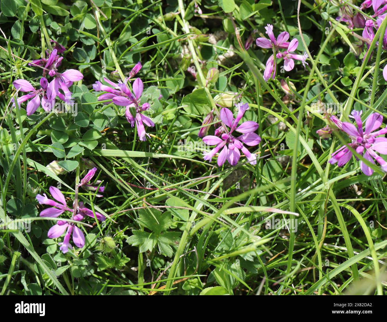 Common Milkwort, Polygala vulgaris, Polygalaceae. Pink form Stock Photo ...