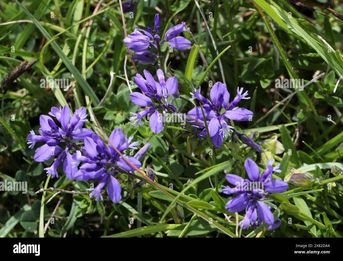 Common Milkwort, Polygala vulgaris, Polygalaceae. Blue form Stock Photo ...