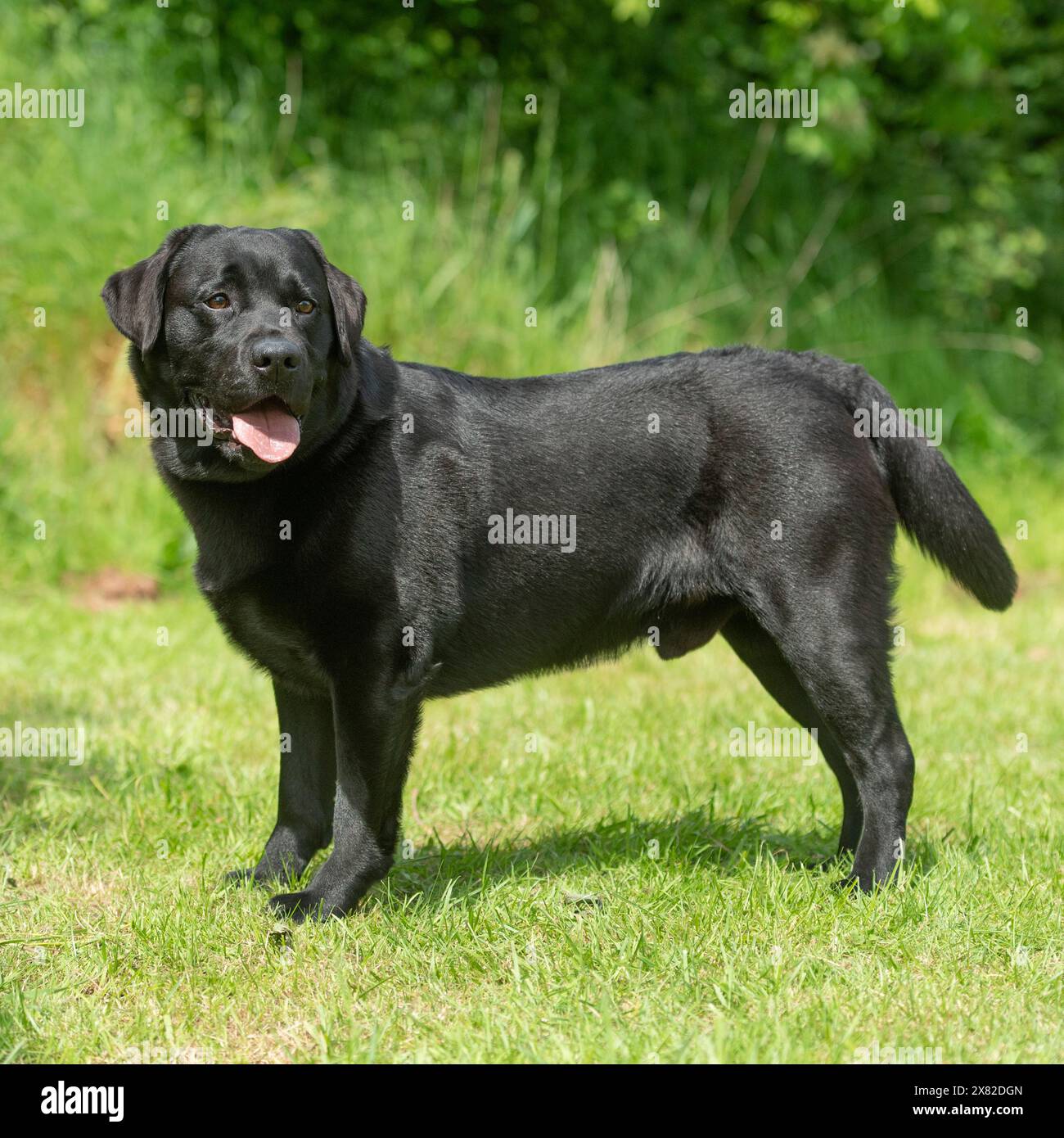black labrador retriever Stock Photo - Alamy